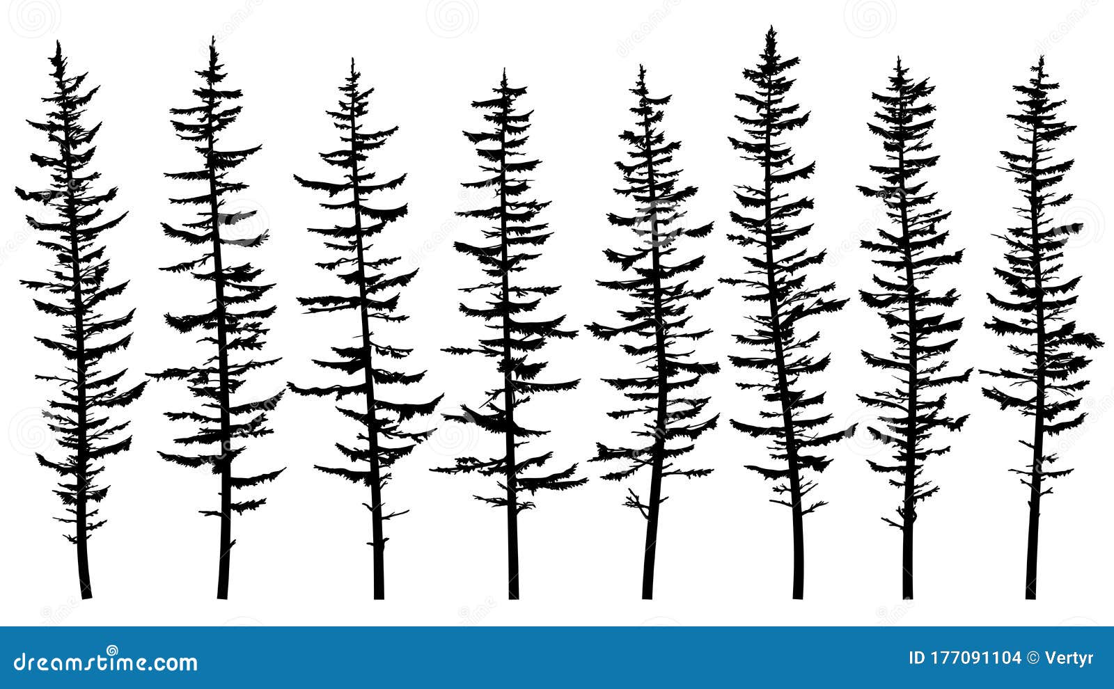 Silhouettes of Tall Spruce Tree with Broken and Sparse Branches. Stock ...