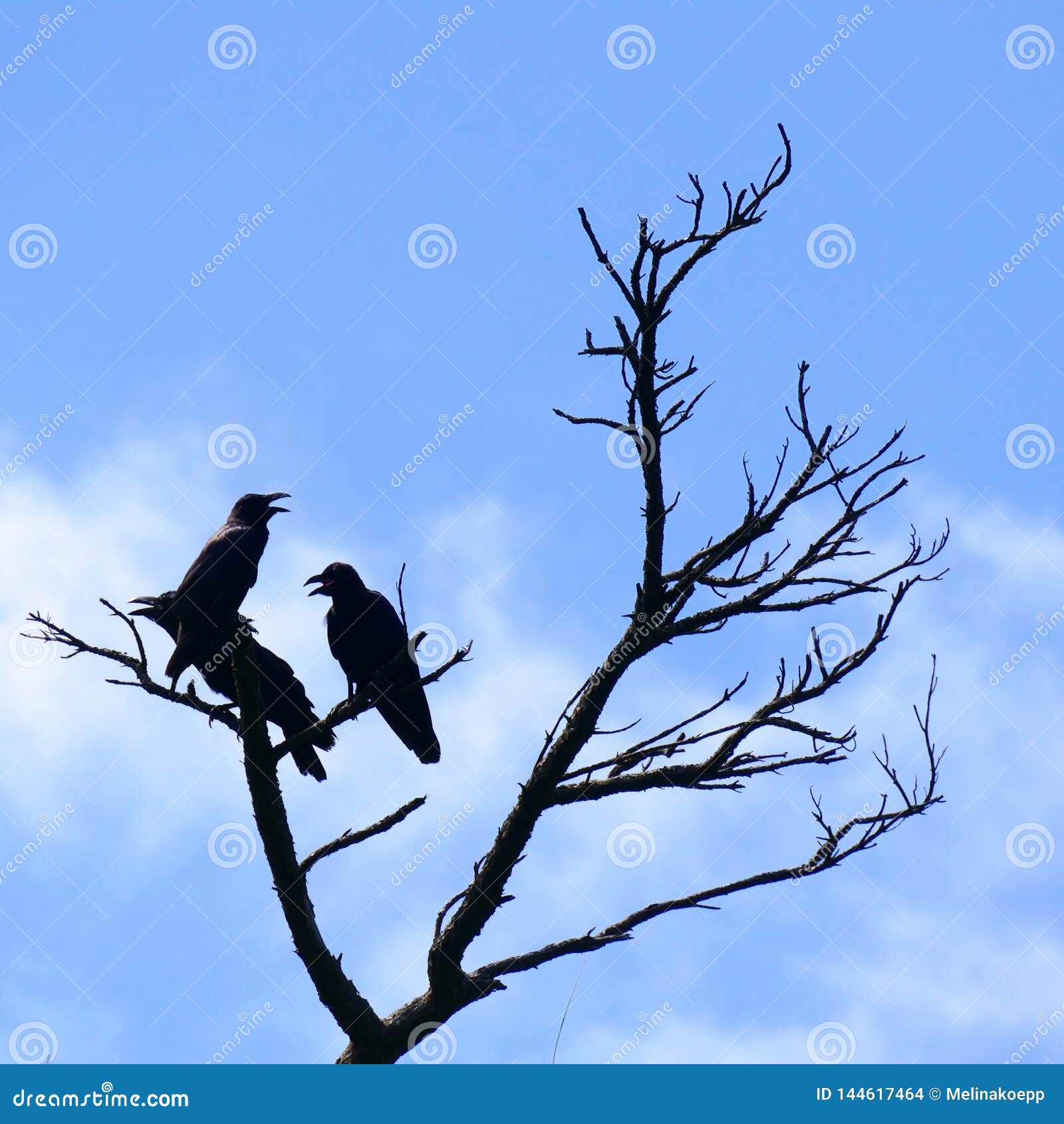 Silhouettes Of Three Crows Perched On A Dead Tree, Zamami ... Silhouettes Of Three Crows Perched On A Dead Tree, Zamami ...