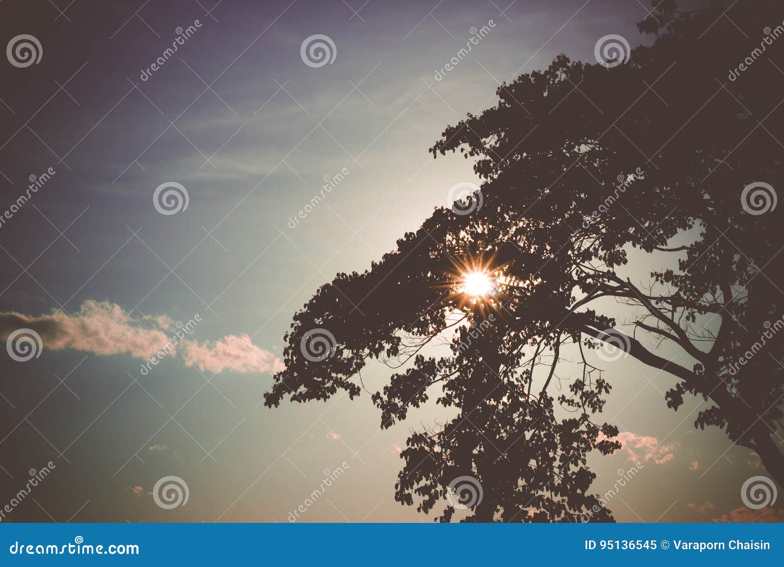 Silhouettes of Tree Against the Sunlight. Stock Image - Image of scenic ...