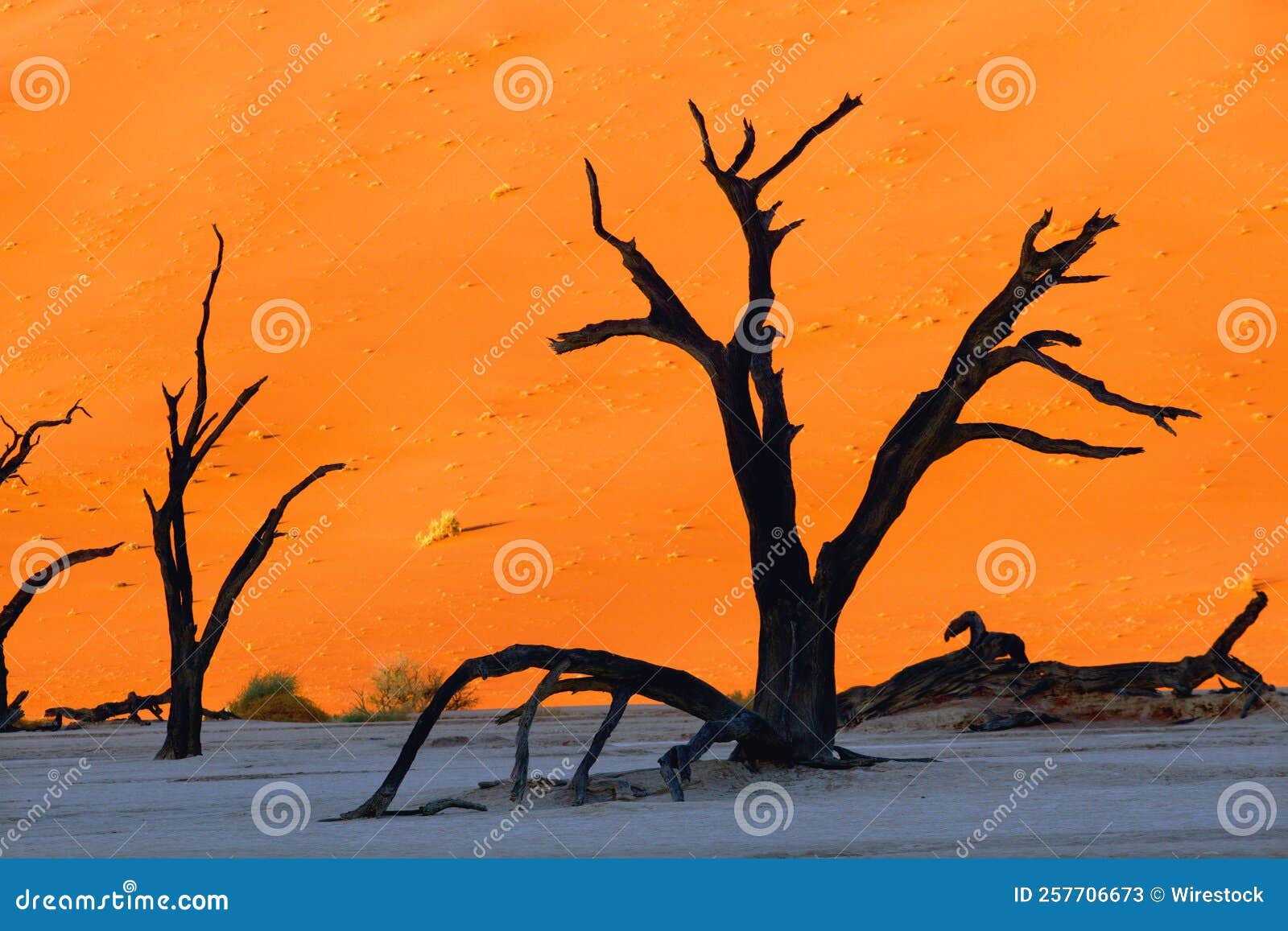 Silhouettes of Tree Branches in the Blue Soil before the Orange Slope ...