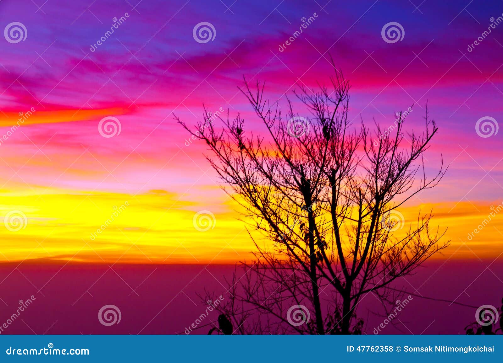 Silhouettes of Tree Branches and Light Twilight Stock Photo - Image of ...