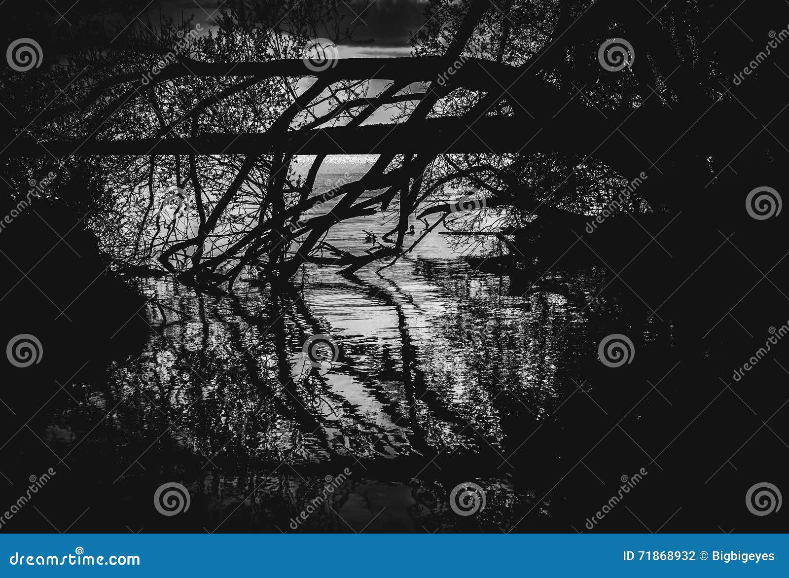 Silhouettes of Tree and Branches Reflect in Water Stock Photo - Image ...