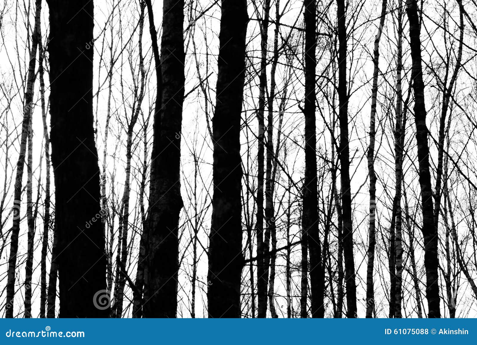 Silhouettes of tree trunks stock photo. Image of line - 61075088