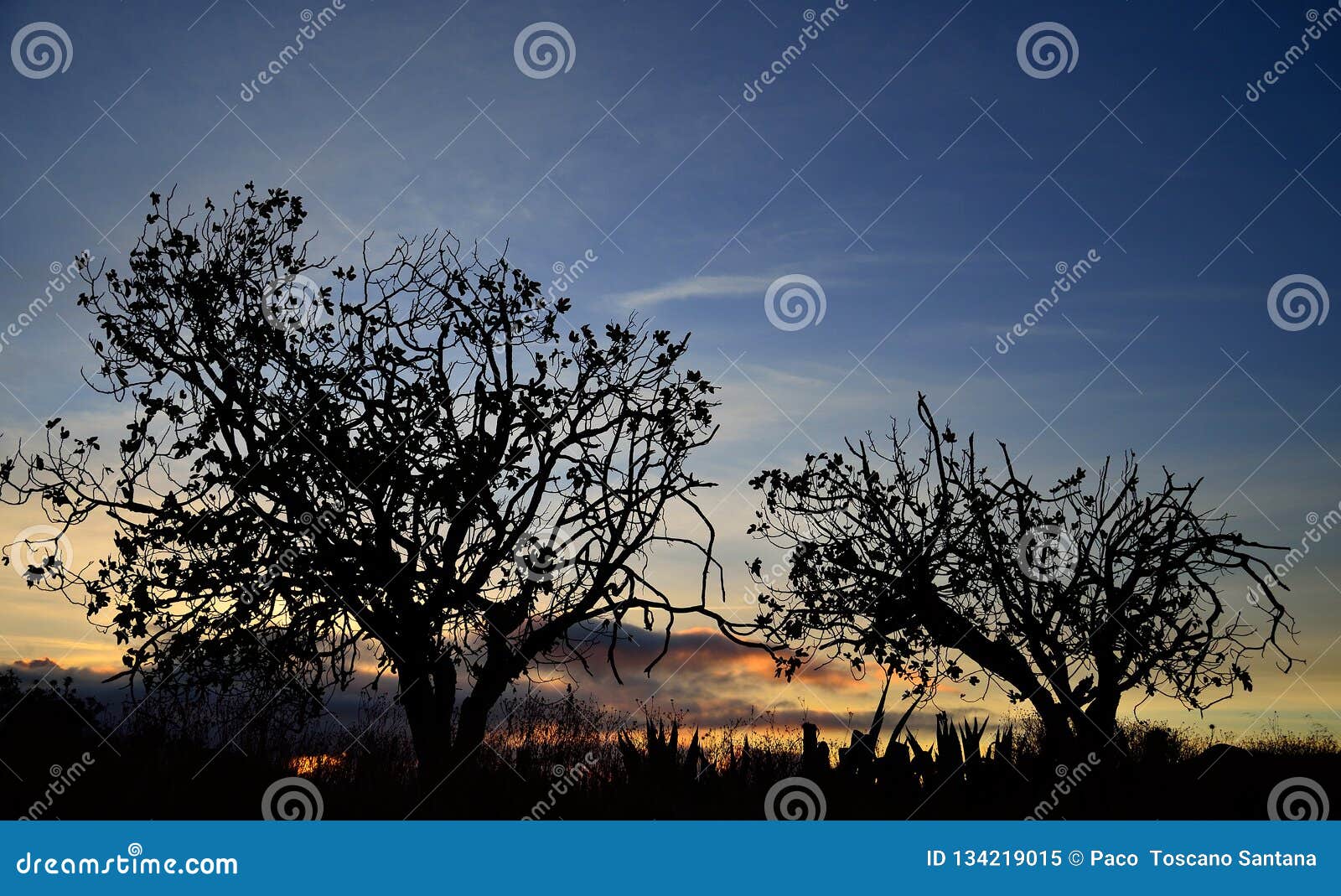Silhouettes of Trees at Dawn Stock Image - Image of color, ecology ...