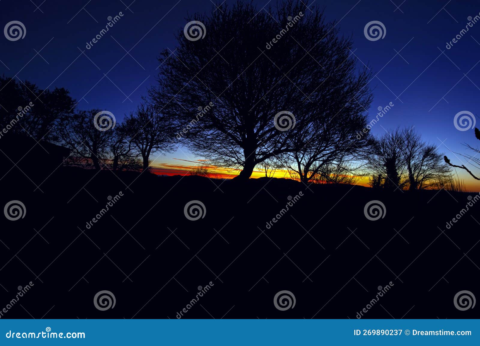 Silhouettes of Trees in the Light of Dawn Stock Image - Image of ...