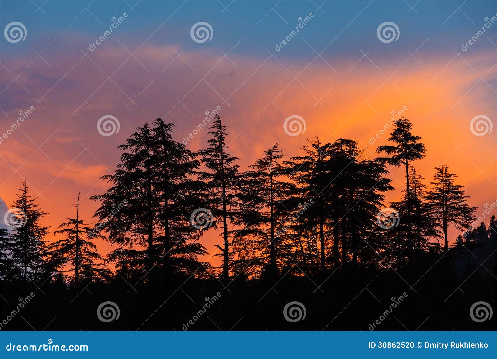Silhouettes of Trees on Sunset Stock Photo - Image of environment ...