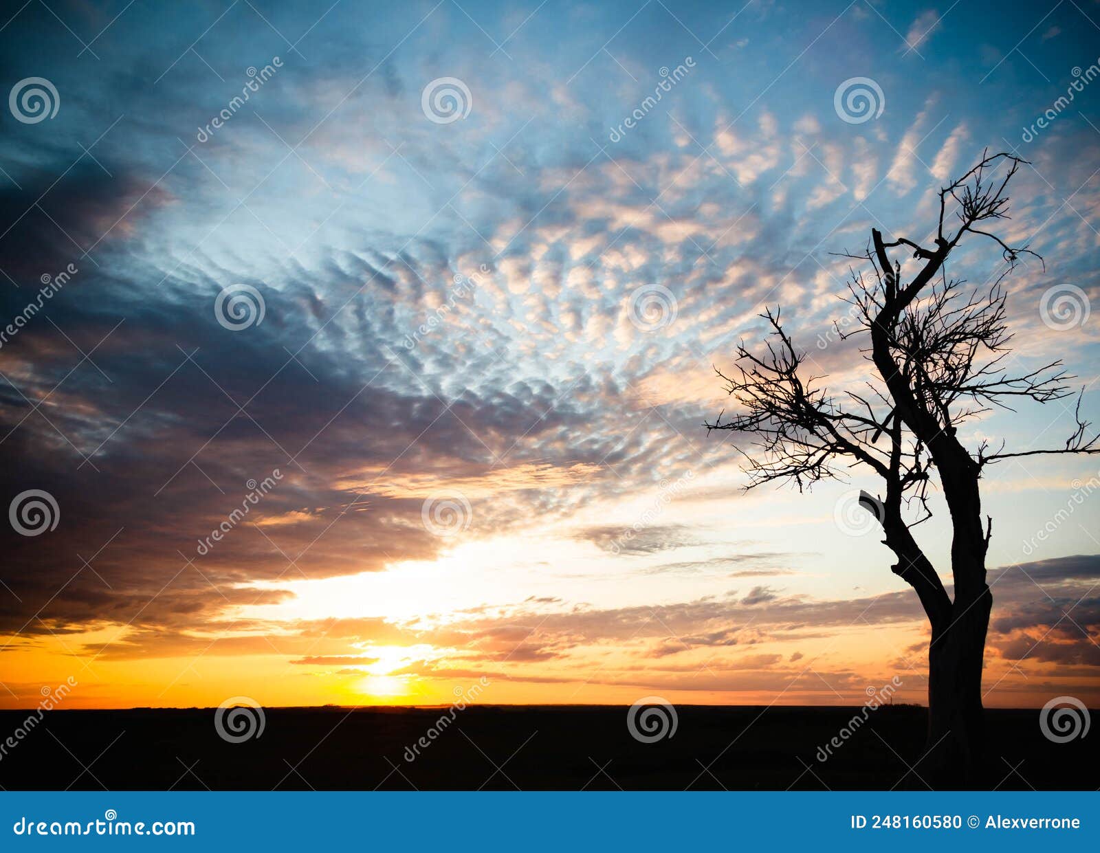 Silhouettes of Trees at Sunset. Withered Tree Against the Backdrop of ...