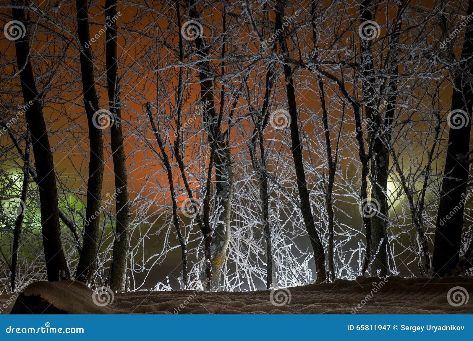 Silhouettes of Trunks of Trees at Night in the Mixed Lighting. Stock ...