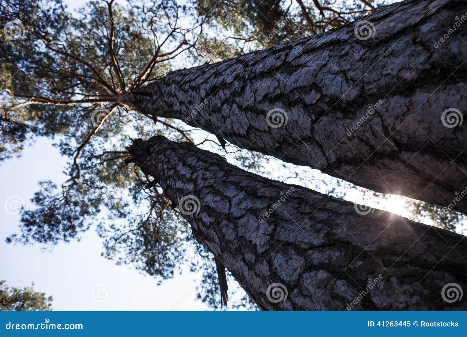 Silhouettes of Two Thick Pine Tree Trunks and Tops Stock Image - Image ...