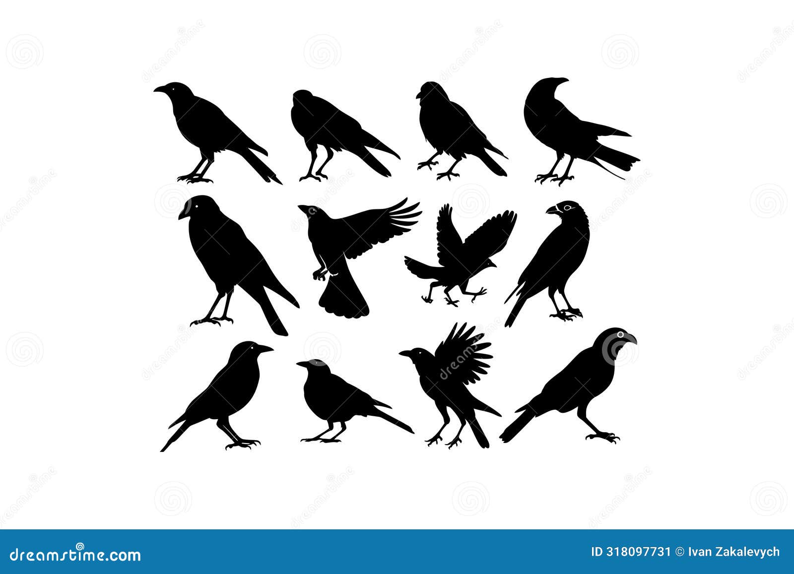 Silhouettes of Various Crow Poses and Movements. Vector Illustration ...