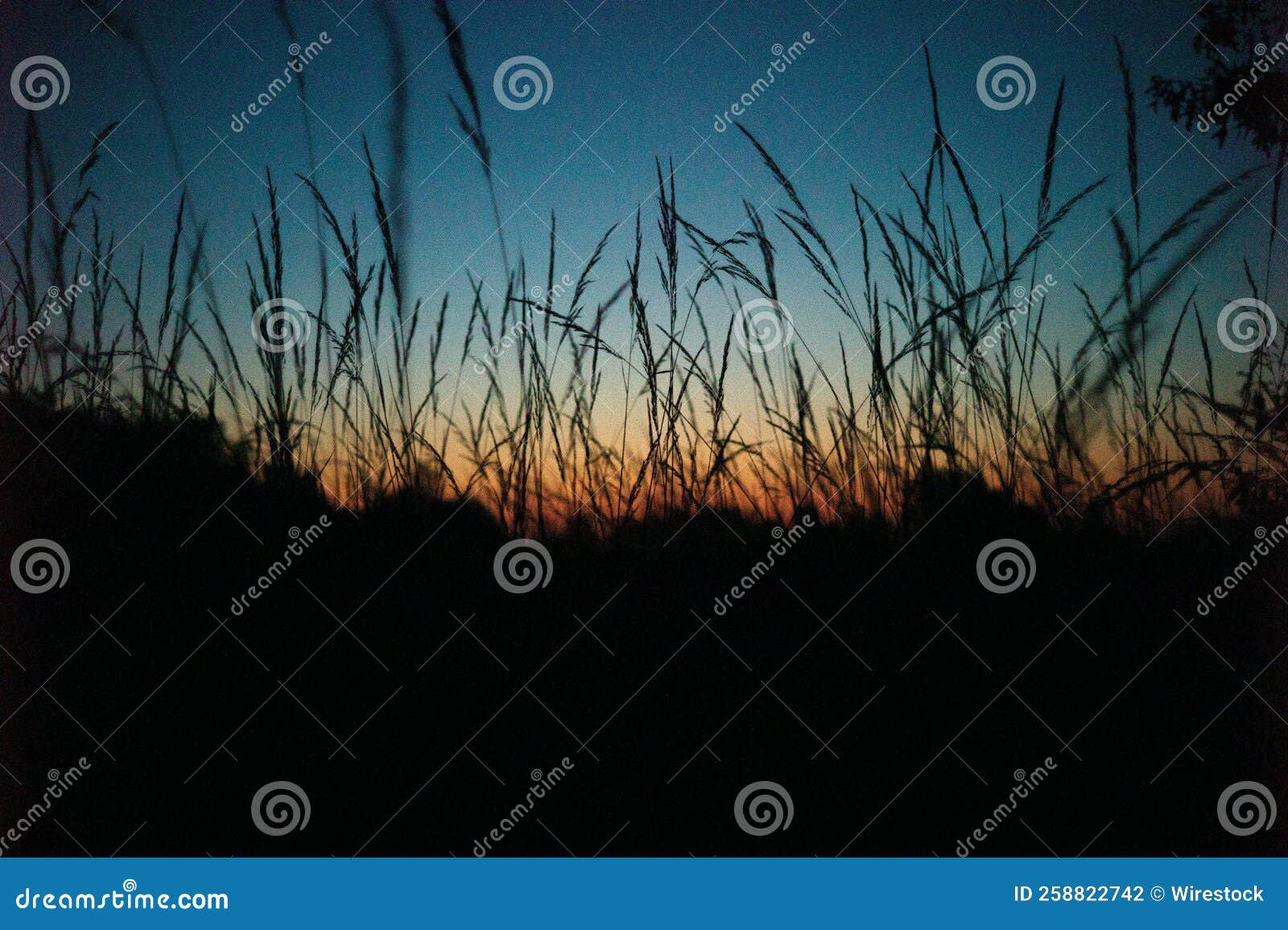 Silhouettes of Wild Reeds on a Meadow at Sunset Stock Photo - Image of ...