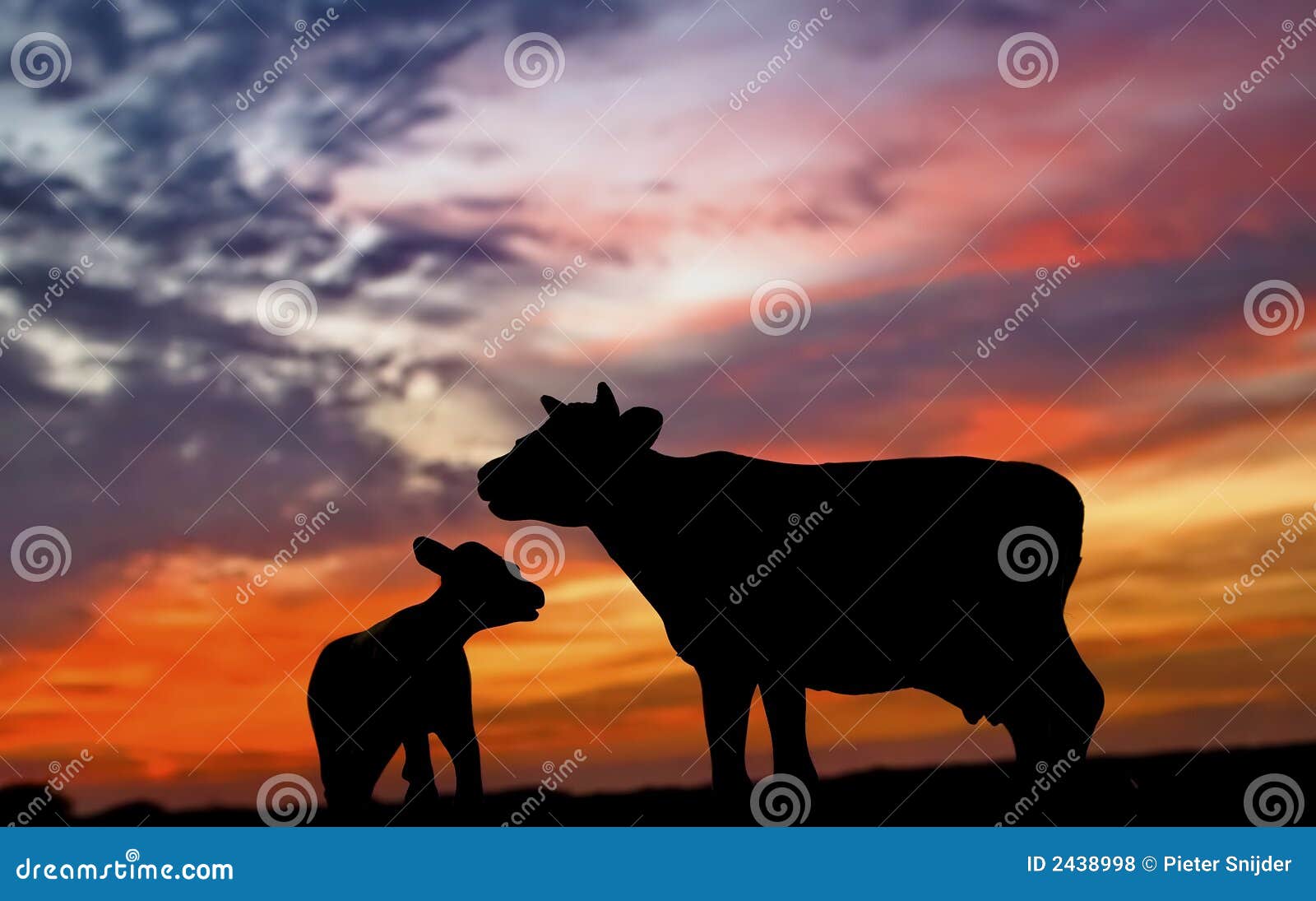 Silhueta Da Vaca E Da Vitela Foto de Stock - Imagem de silhueta ...