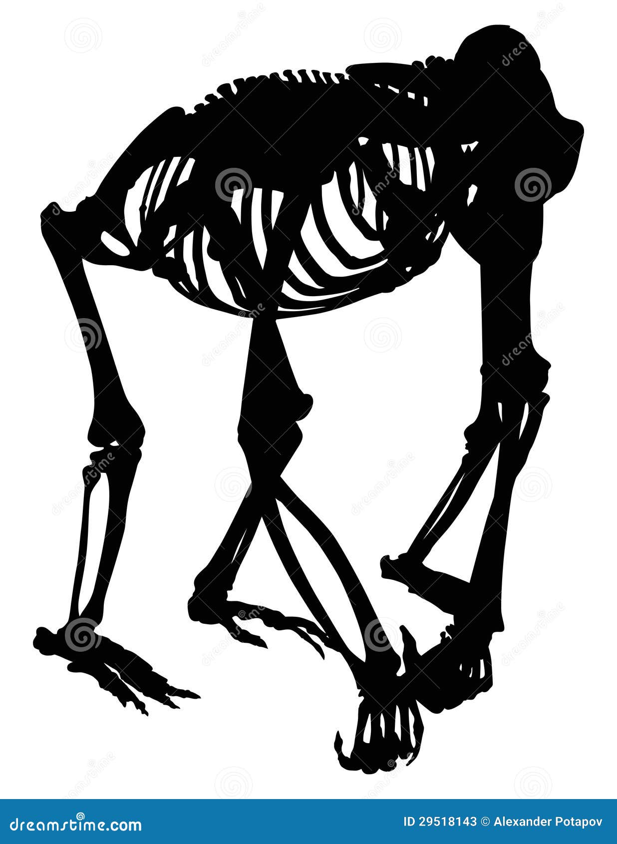 Silhueta De Esqueleto Do Gorila Isolada No Branco Ilustração do Vetor ...