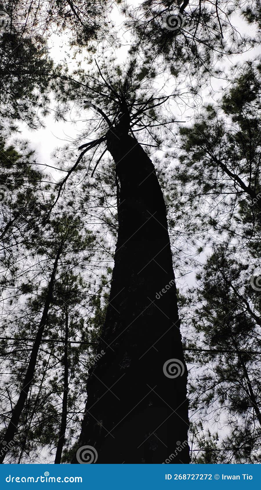 Silhueta De Um Pinheiro Grande Foto de Stock - Imagem de silhueta, nave ...