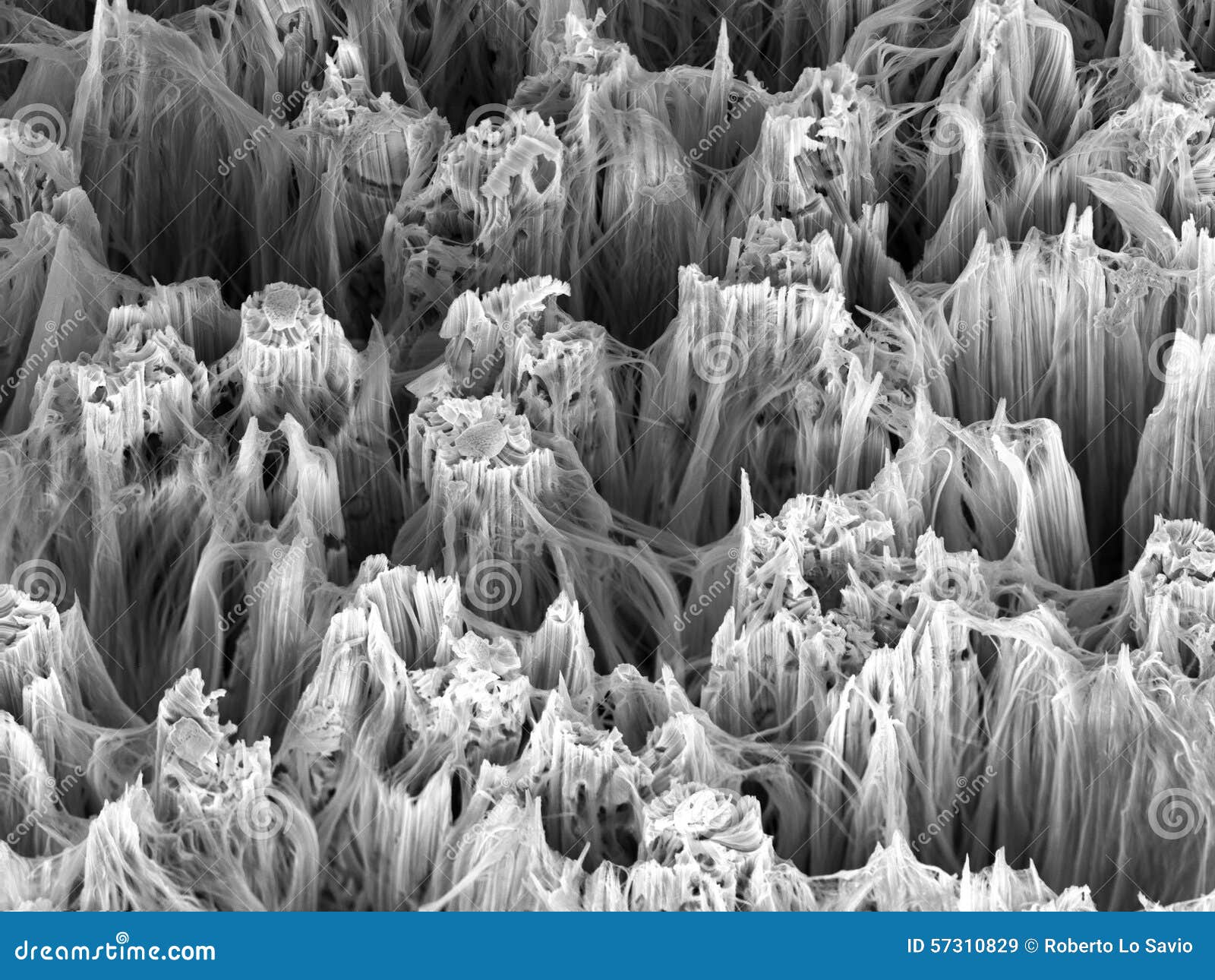 Silicon Nanowires Observed with an Electron Microscope Stock Image ...