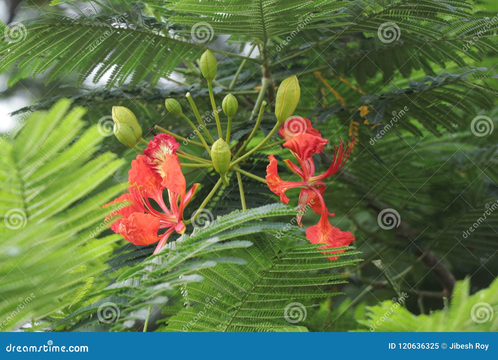 Krishna Chura Flower Tree In Indian Village Royalty-Free Stock ...