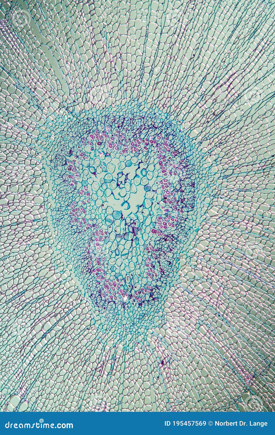 Silk Bast Branch in Cross Section Stock Image - Image of bast, water ...