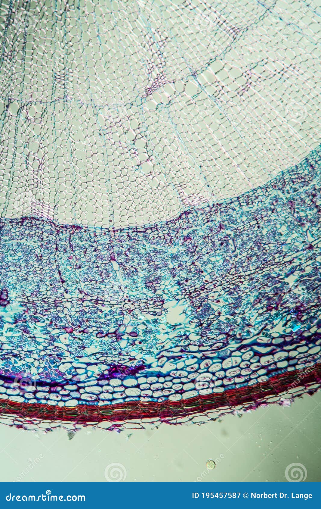 Silk Bast Branch in Cross Section Stock Image - Image of 100x, branch ...