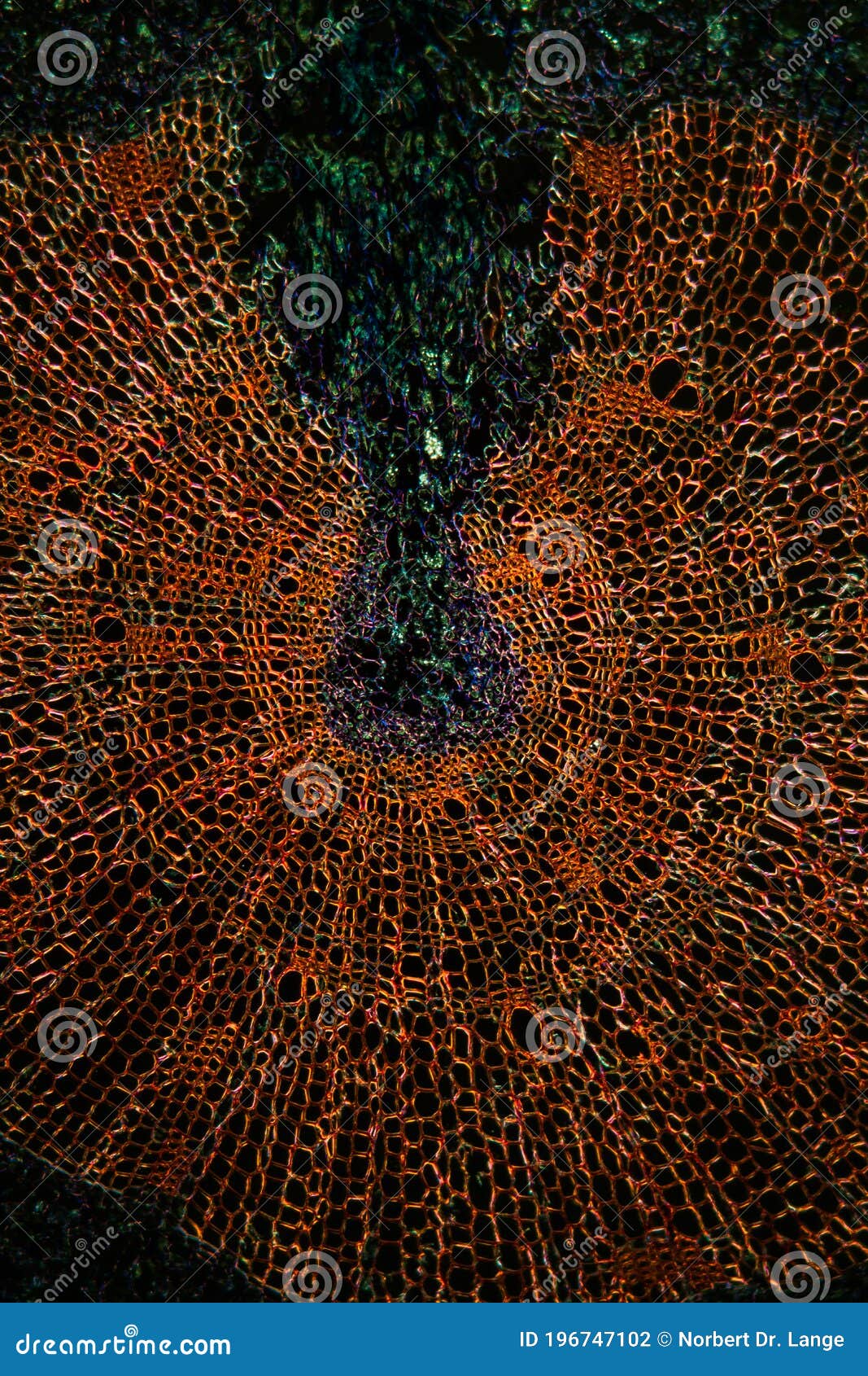 Silk bast tissue stock photo. Image of veins, microscopy - 196747102