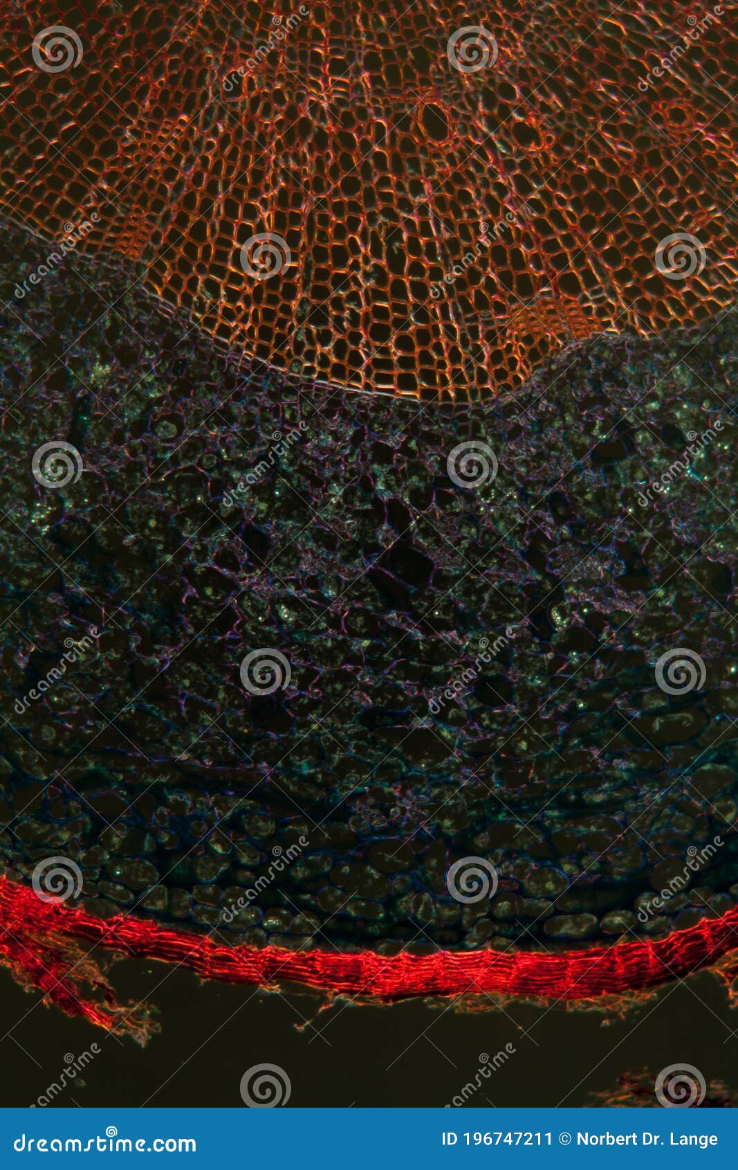 Silk bast tissue stock image. Image of root, histology - 196747211