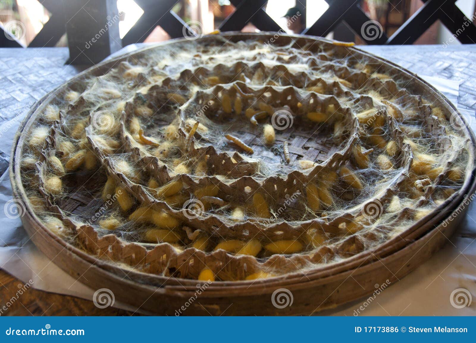 Silk cocoon stock photo. Image of silk, canevas, ancient - 17173886