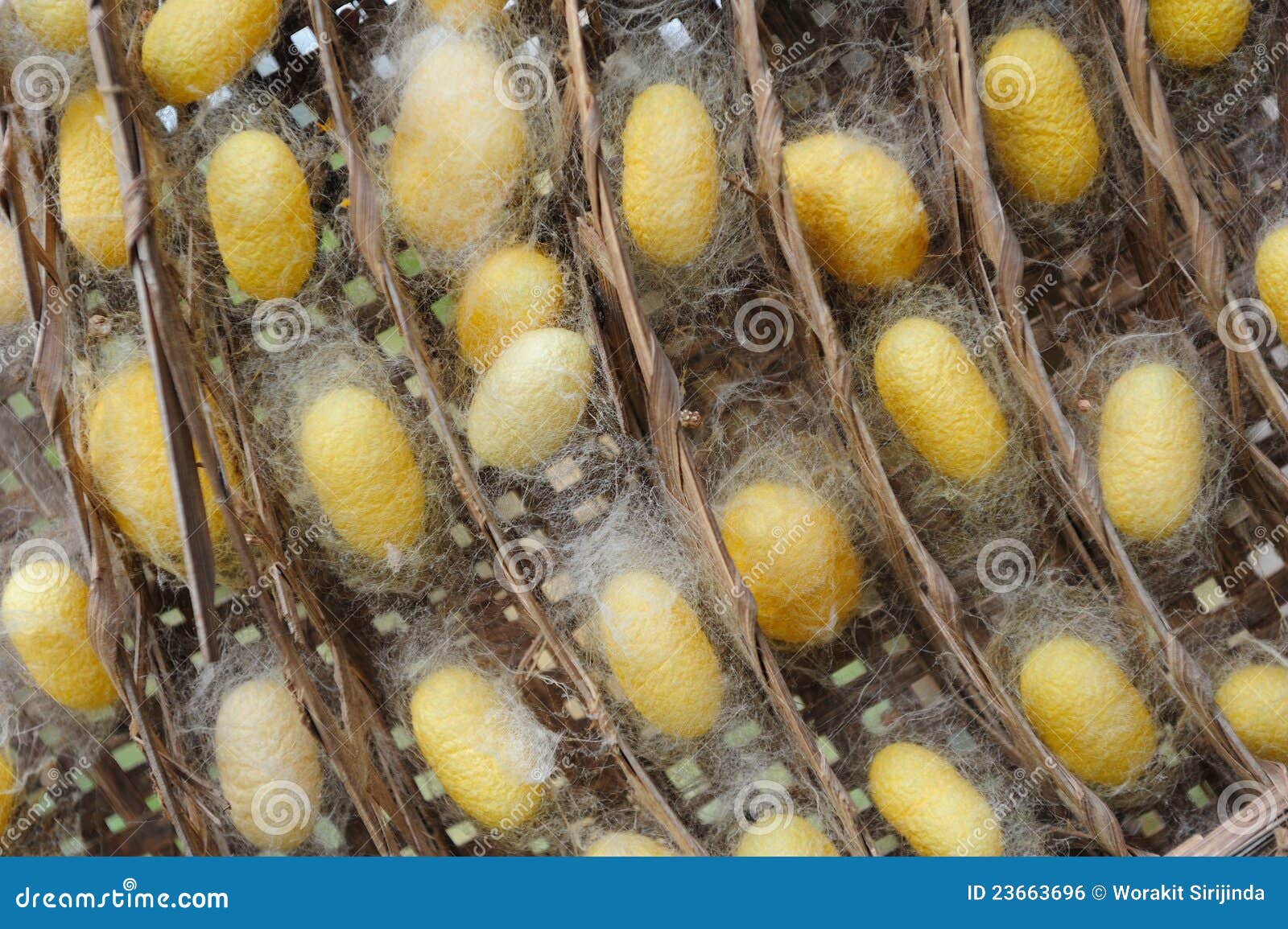 Silk Cocoon stock photo. Image of luxurious, cocoon, pure - 23663696
