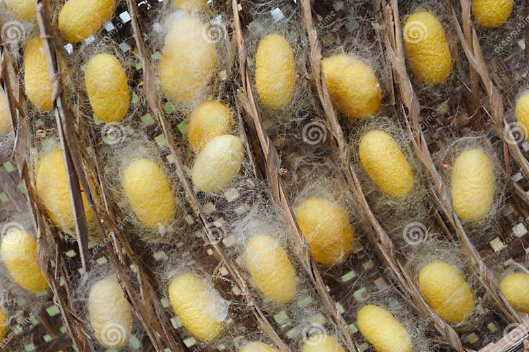 Silk Cocoon stock photo. Image of luxurious, cocoon, pure - 23663696