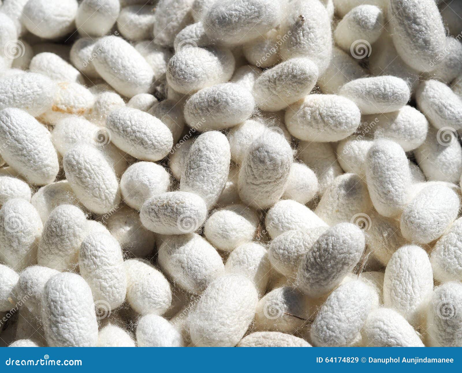 Silk Cocoon stock image. Image of cocoon, farm, silky - 64174829