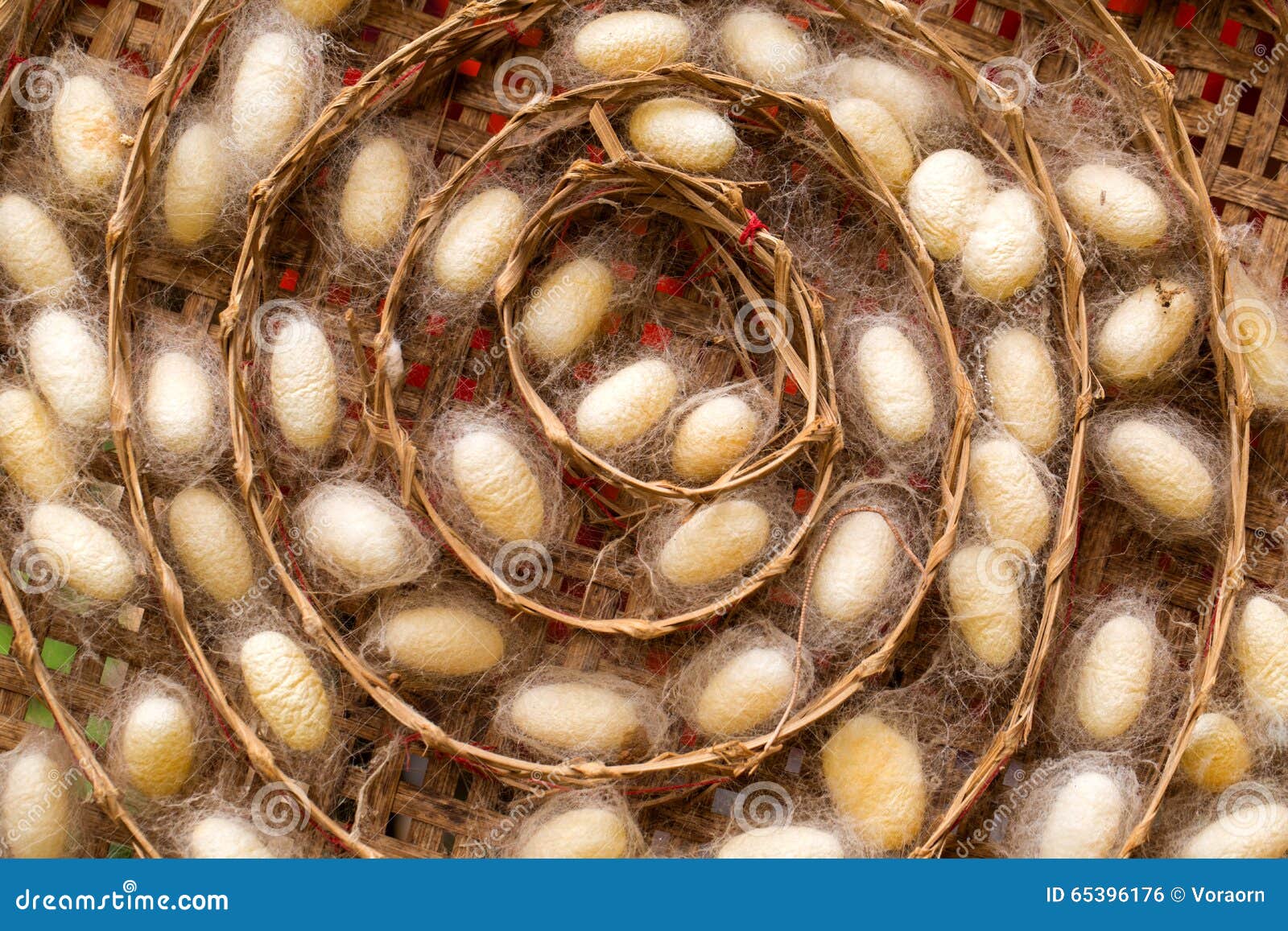 Silk Cocoon stock photo. Image of organic, care, cocoons - 65396176