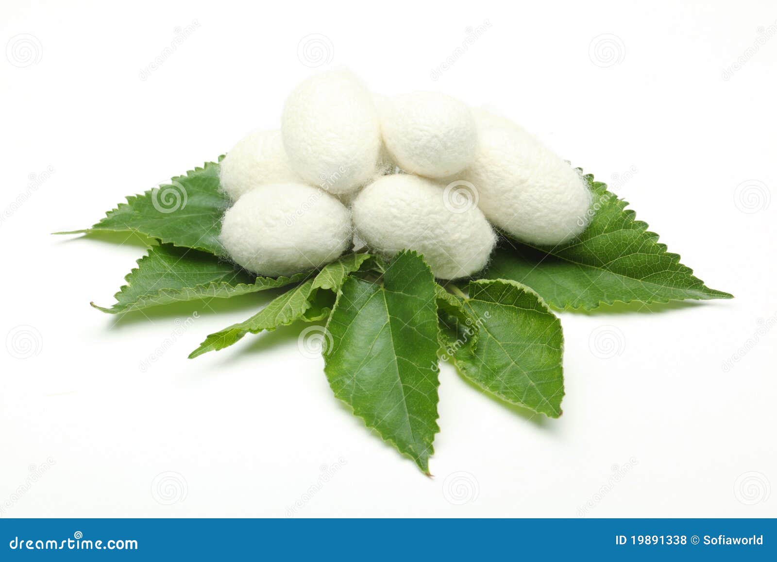 Silk Cocoons stock photo. Image of cocoon, closeup, china - 19891338