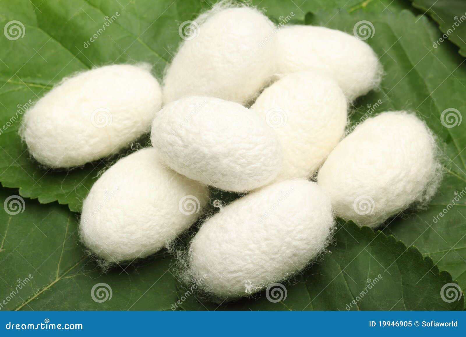 Silk Cocoons stock image. Image of mulberry, manufacturing - 19946905