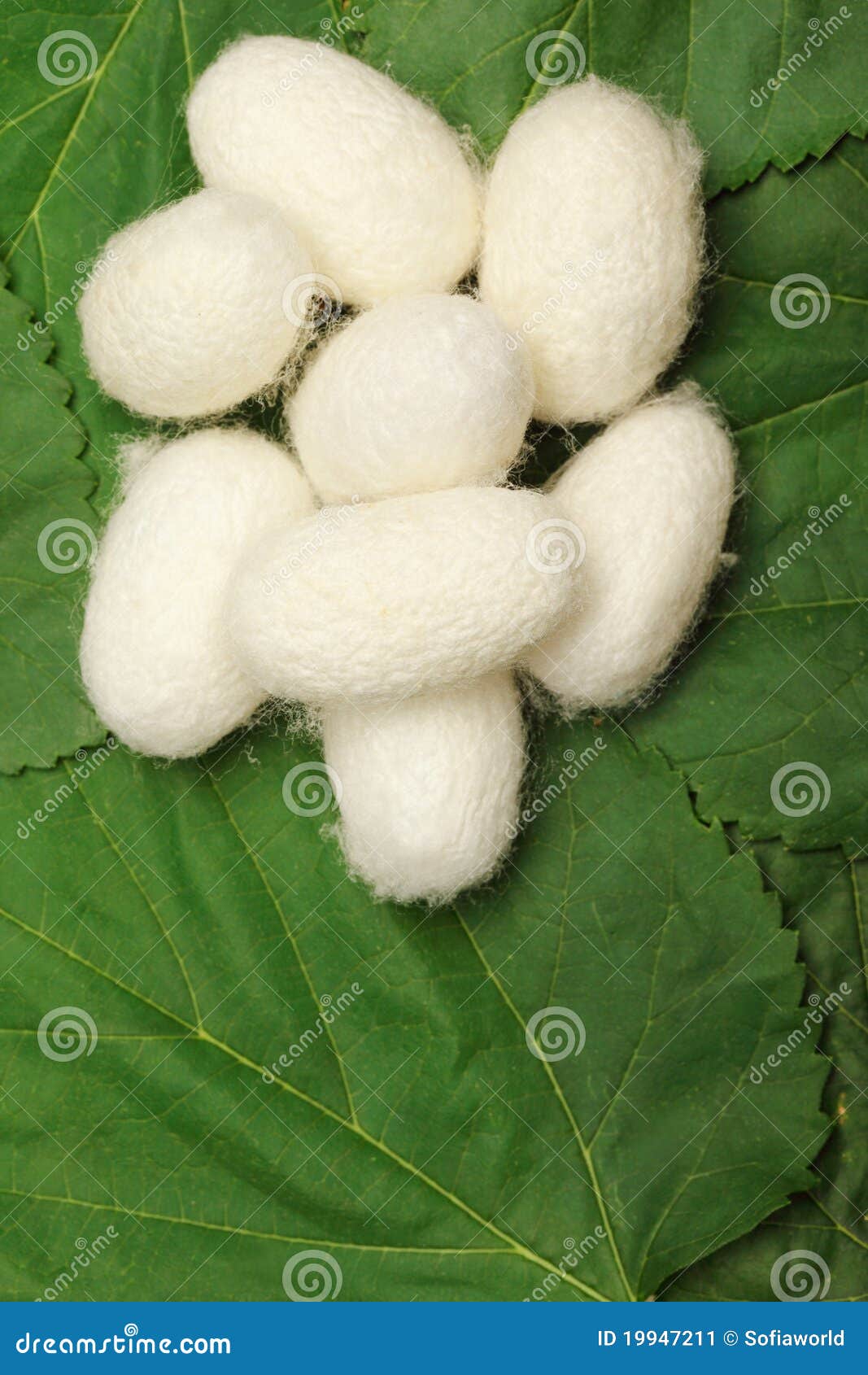 Silk Cocoons stock image. Image of background, manufacturing - 19947211