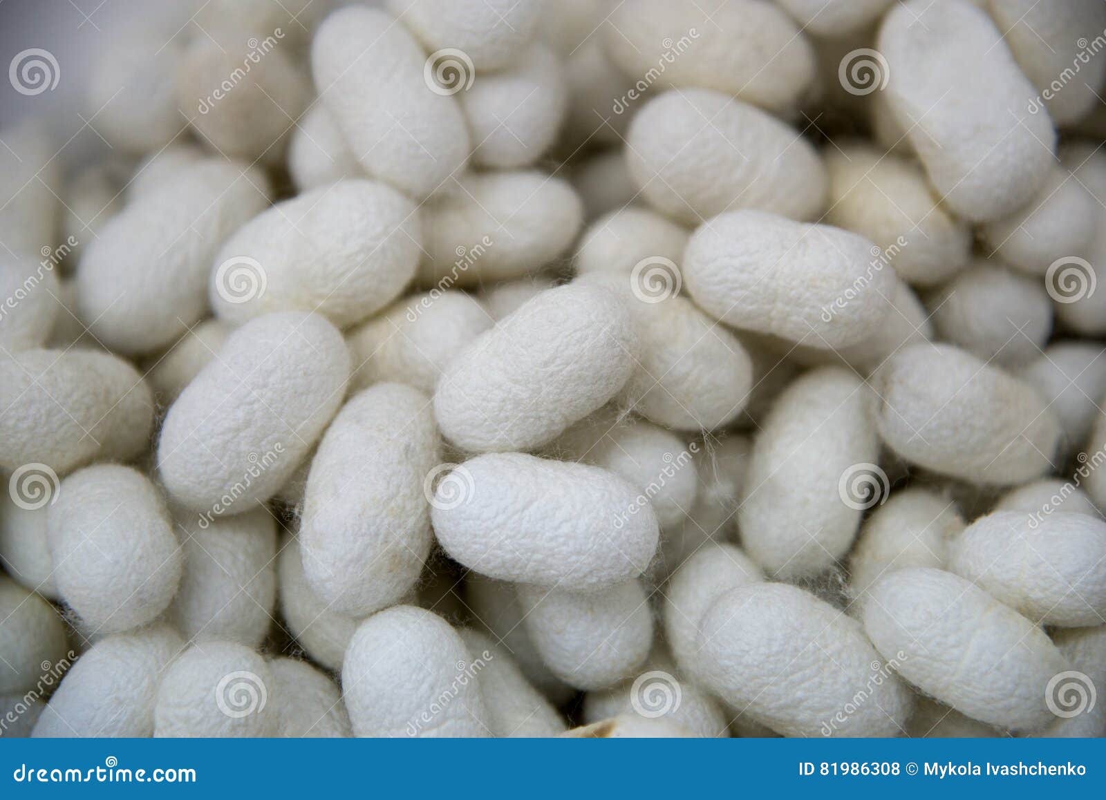 Silk cocoons stock photo. Image of material, macro, nature - 81986308