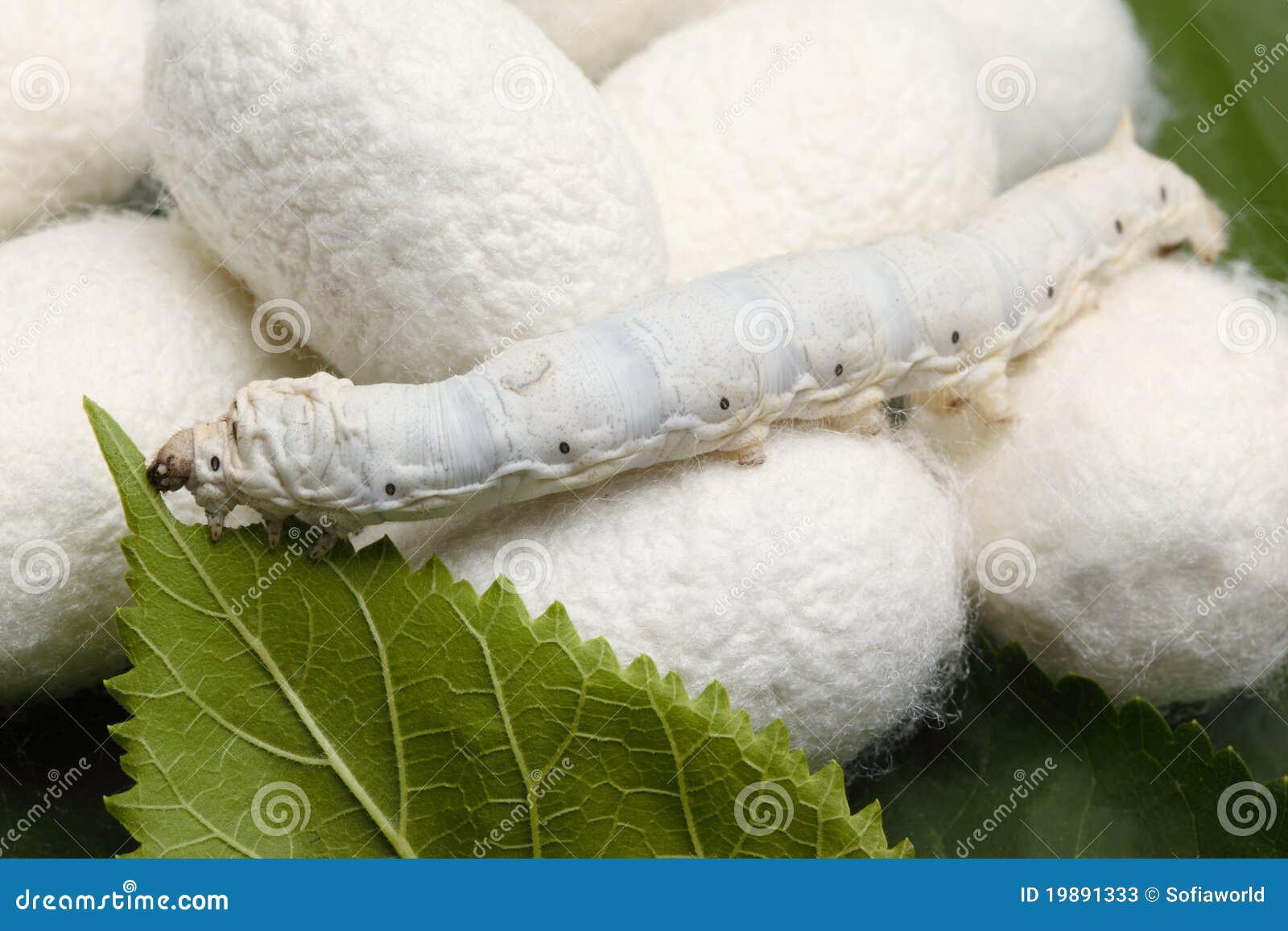 Silk Cocoons with Silk Worm Stock Image - Image of fabric, silkworm ...