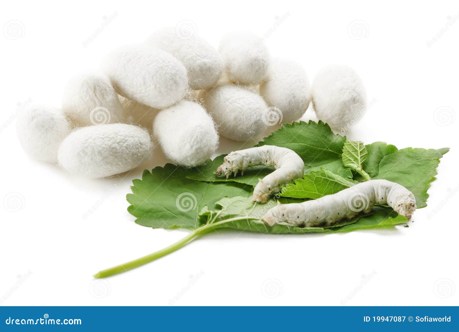 Silk Cocoons with Silkworm stock image. Image of eating - 19947087