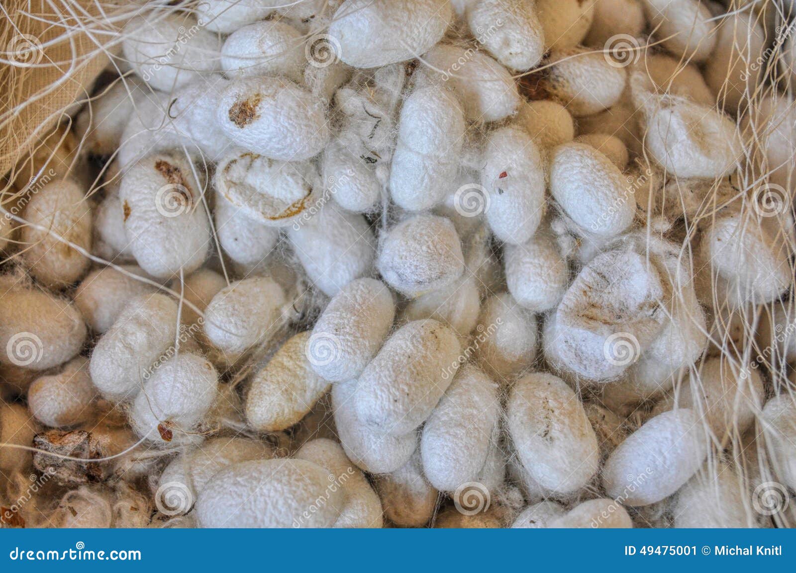 Two Cocoons One Smooth, One With Texture - Woolly Bear Caterpillar ...