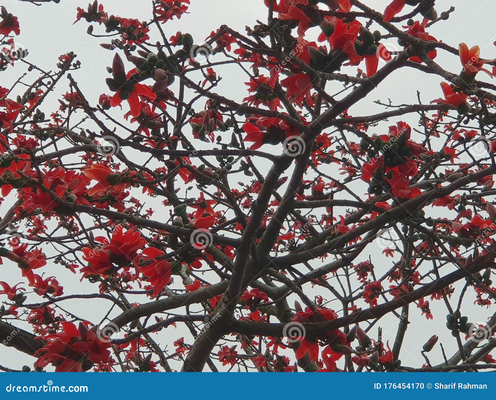 Silk Cotton Tree stock photo. Image of forest, tree - 176454170