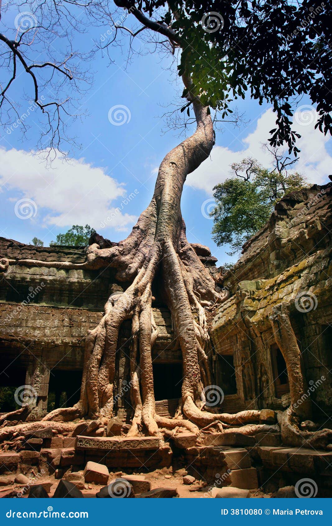 Silk cotton tree stock photo. Image of temple, ancient - 3810080