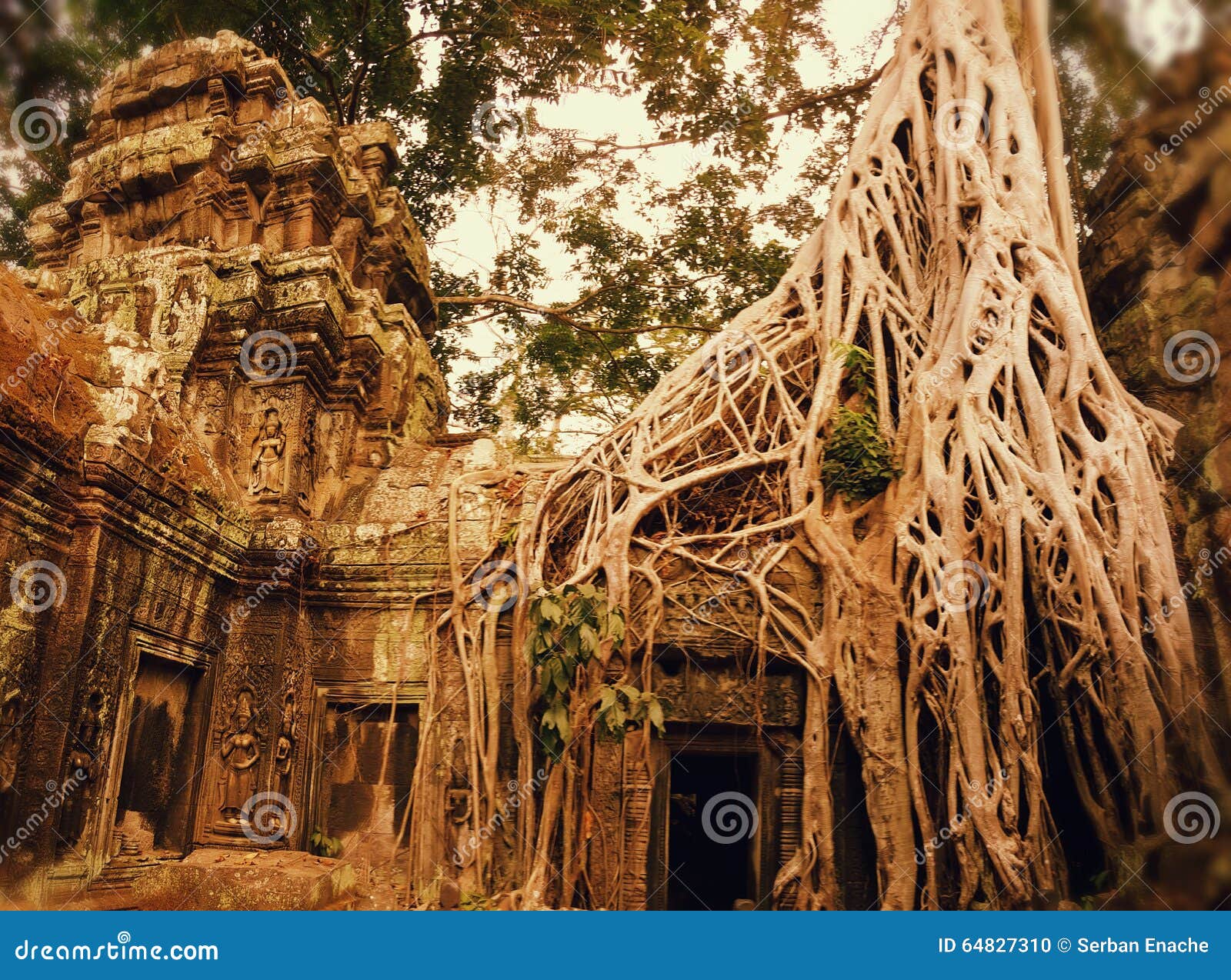 Silk and Cotton Tree Root on Temple Stock Photo - Image of silk, root ...