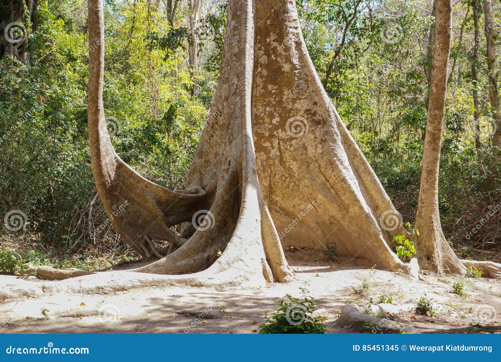 Silk-cotton tree stock image. Image of silkcotton, building - 85451345