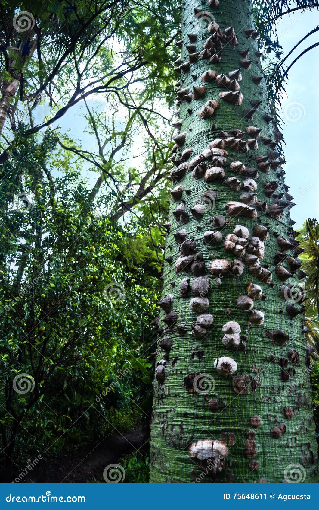 Silk Floss Tree stock image. Image of brazil, insignis - 75648611
