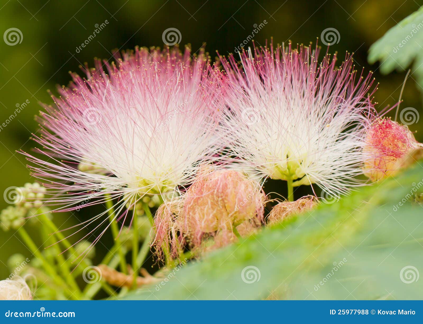 Silk flower stock photo. Image of botany, blossom, closeup - 25977988
