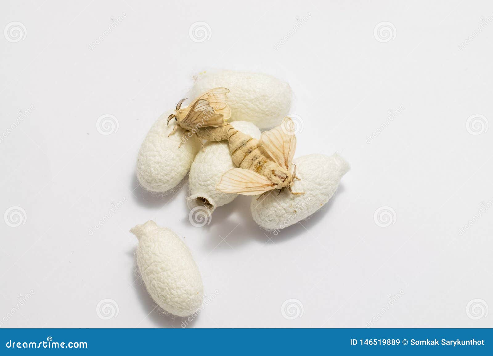 Cocoon Texture Seamless Pattern Background Royalty-Free Stock Photo ...