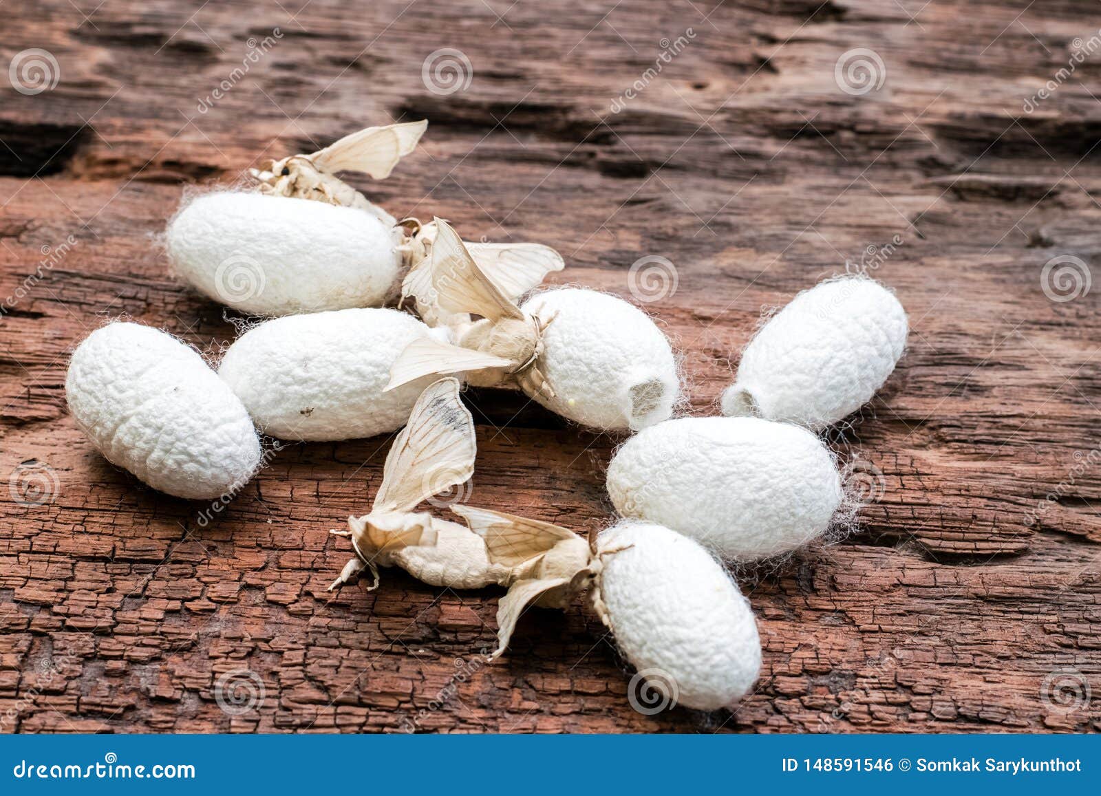 Silk Moth on Silk Cocoon stock photo. Image of pure - 148591546