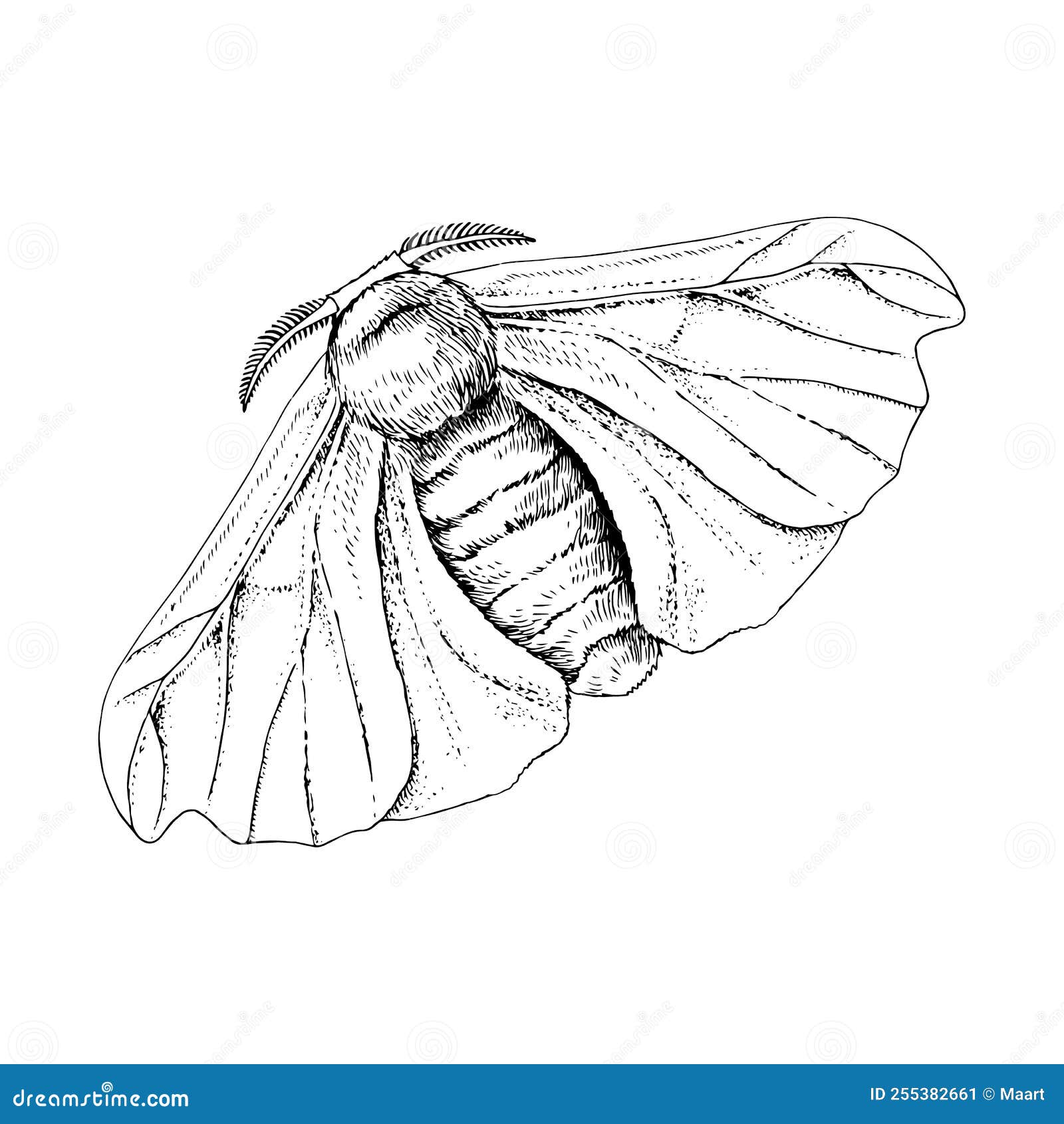 Silk Moth Life Cycle Illustrated Vector Diagram | CartoonDealer.com ...
