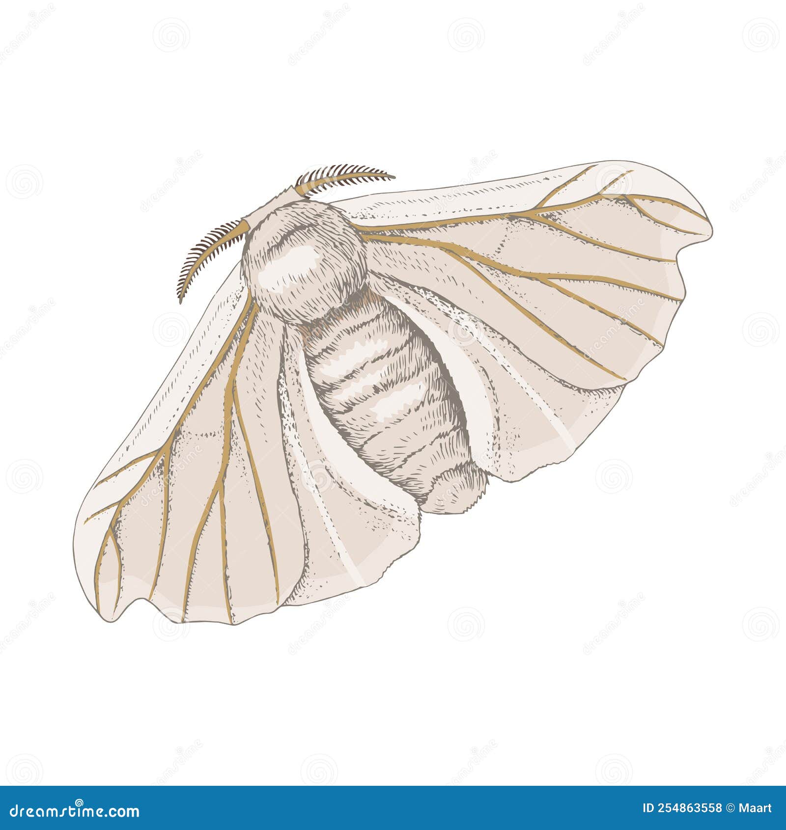 Silk Moth Life Cycle Illustrated Vector Diagram | CartoonDealer.com ...