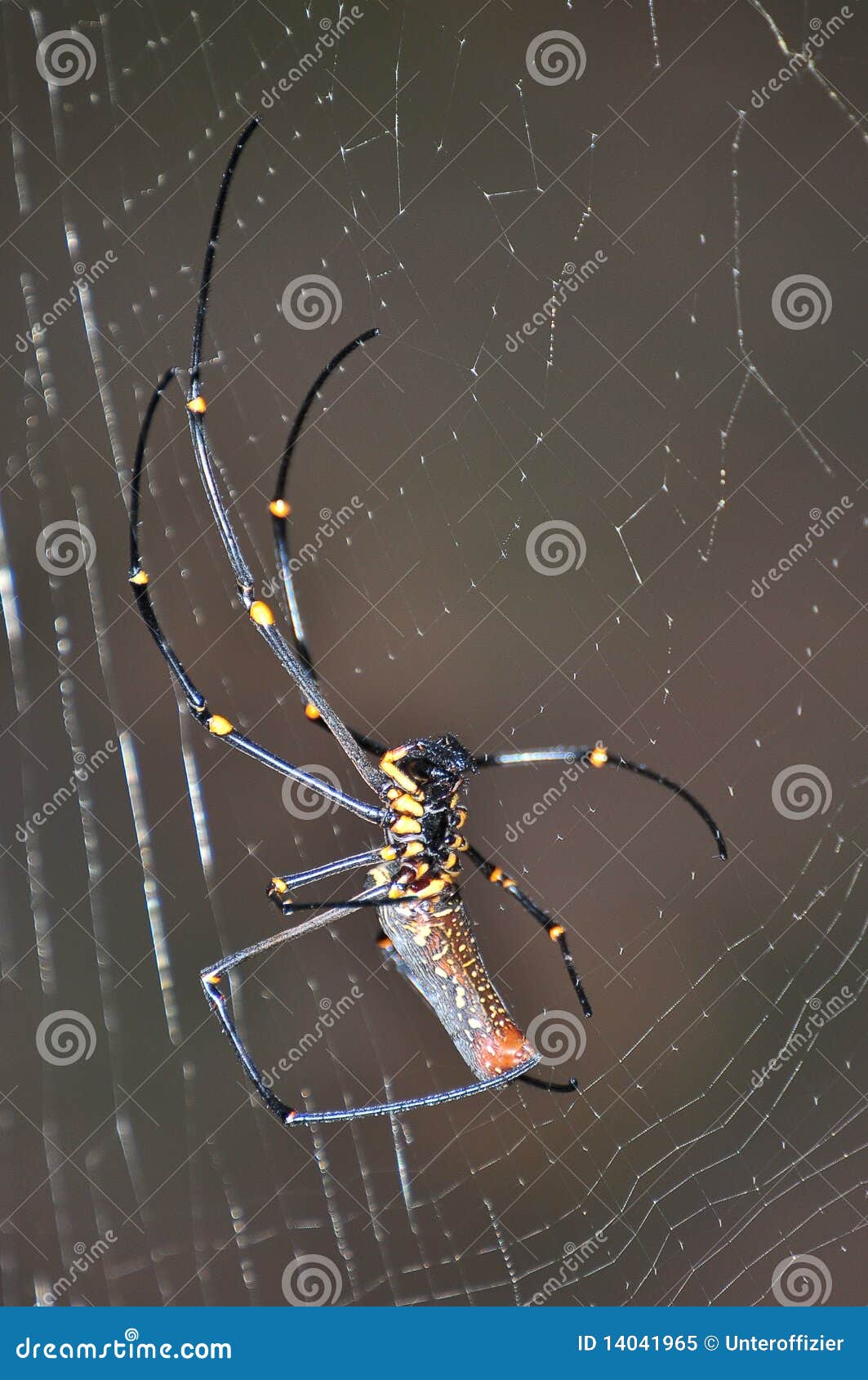 The Weaver Spider Builders Of Spiral Wheel-shaped Webs. Stock ...