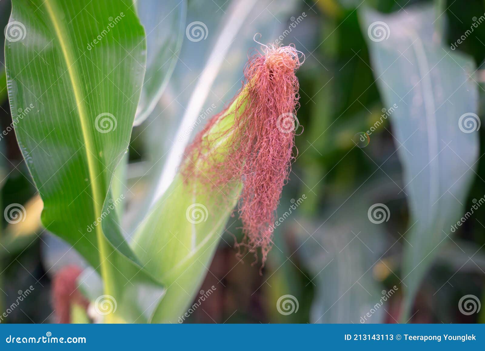Silk Pollen of Baby Corn in the Morning Corn Field Stock Image - Image ...