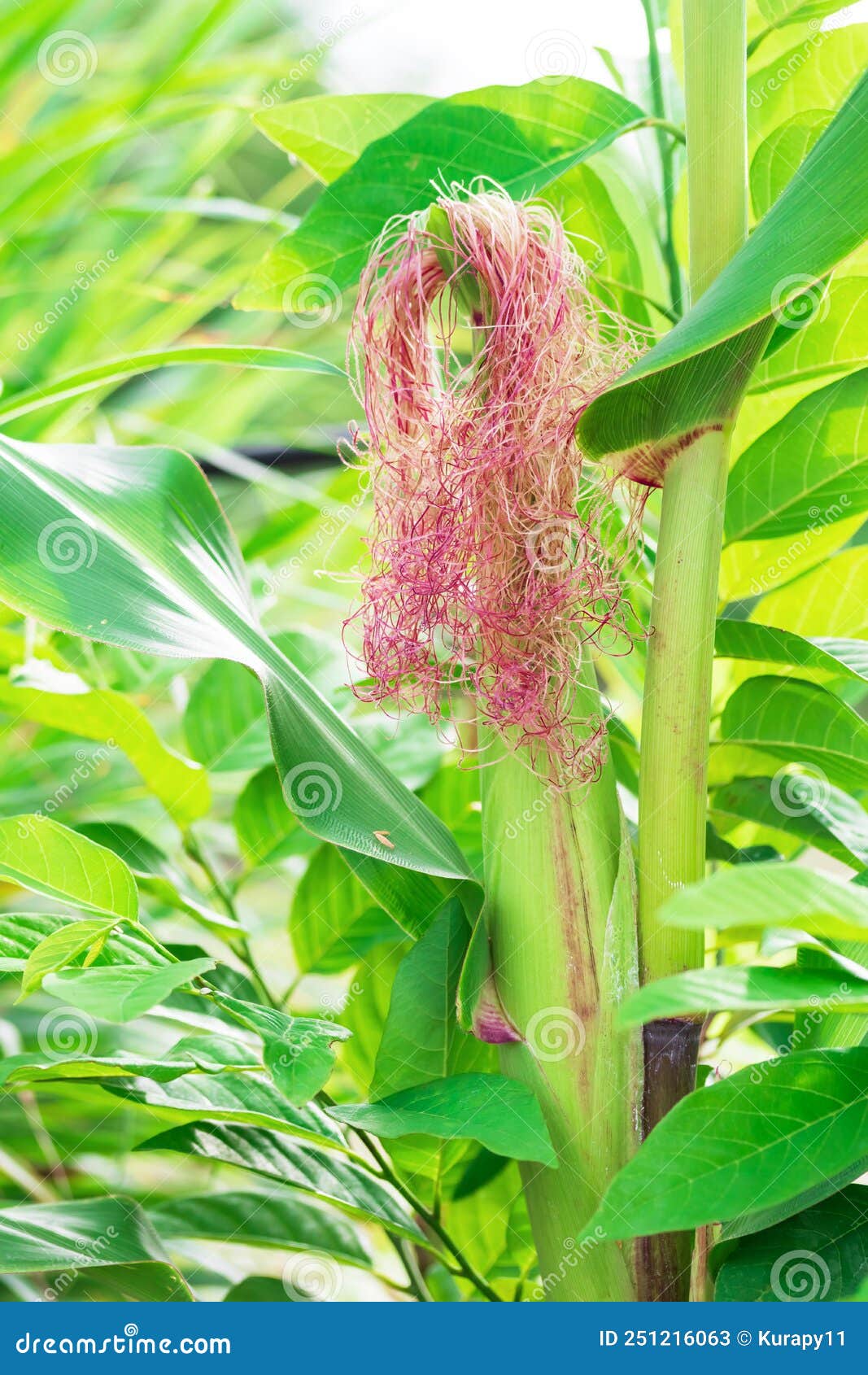 Silk Pollen of Baby Corn in Morning Corn Field Stock Image - Image of ...