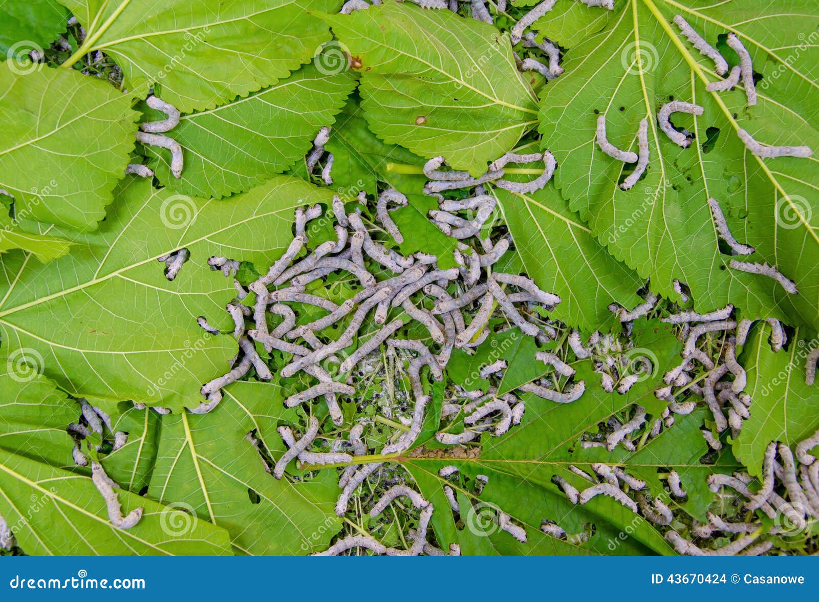 Silk Production Process, Silkworm with Mulberry Green Leaf Stock Photo ...